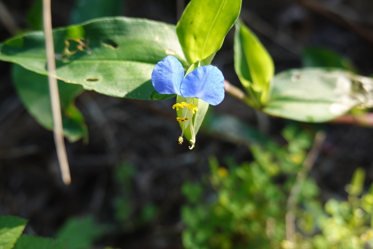 ツユクサ - Kobby loves 埼玉＆レッズ
