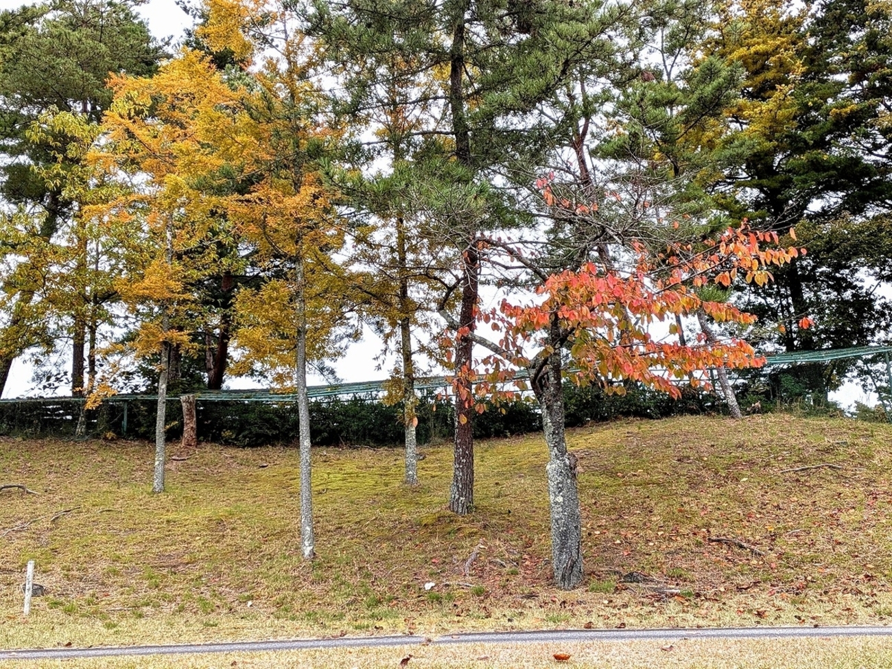 なか4日・紅葉を求めて山へ芝刈りに - 愛犬メロンパパの気まぐれ日記