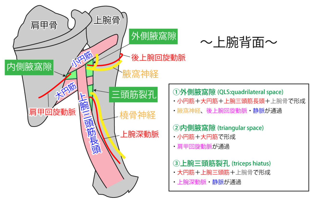 **上腕三頭筋裂孔（Triangular Interval, TI）と四辺形間隙（Quadrilateral Space, QLS）**は ...