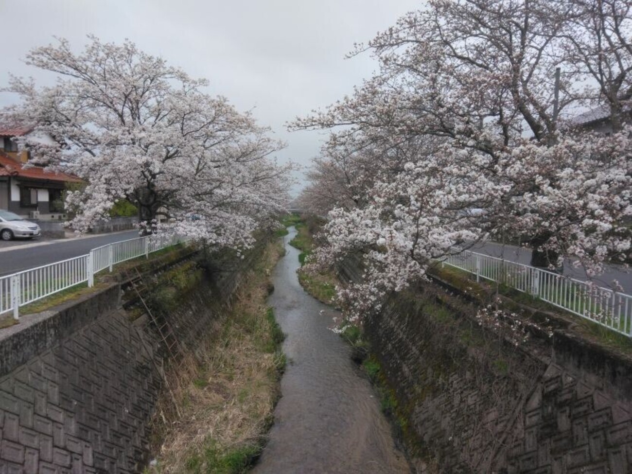 絵下谷川桜 ’25 - NPO人 山田道治