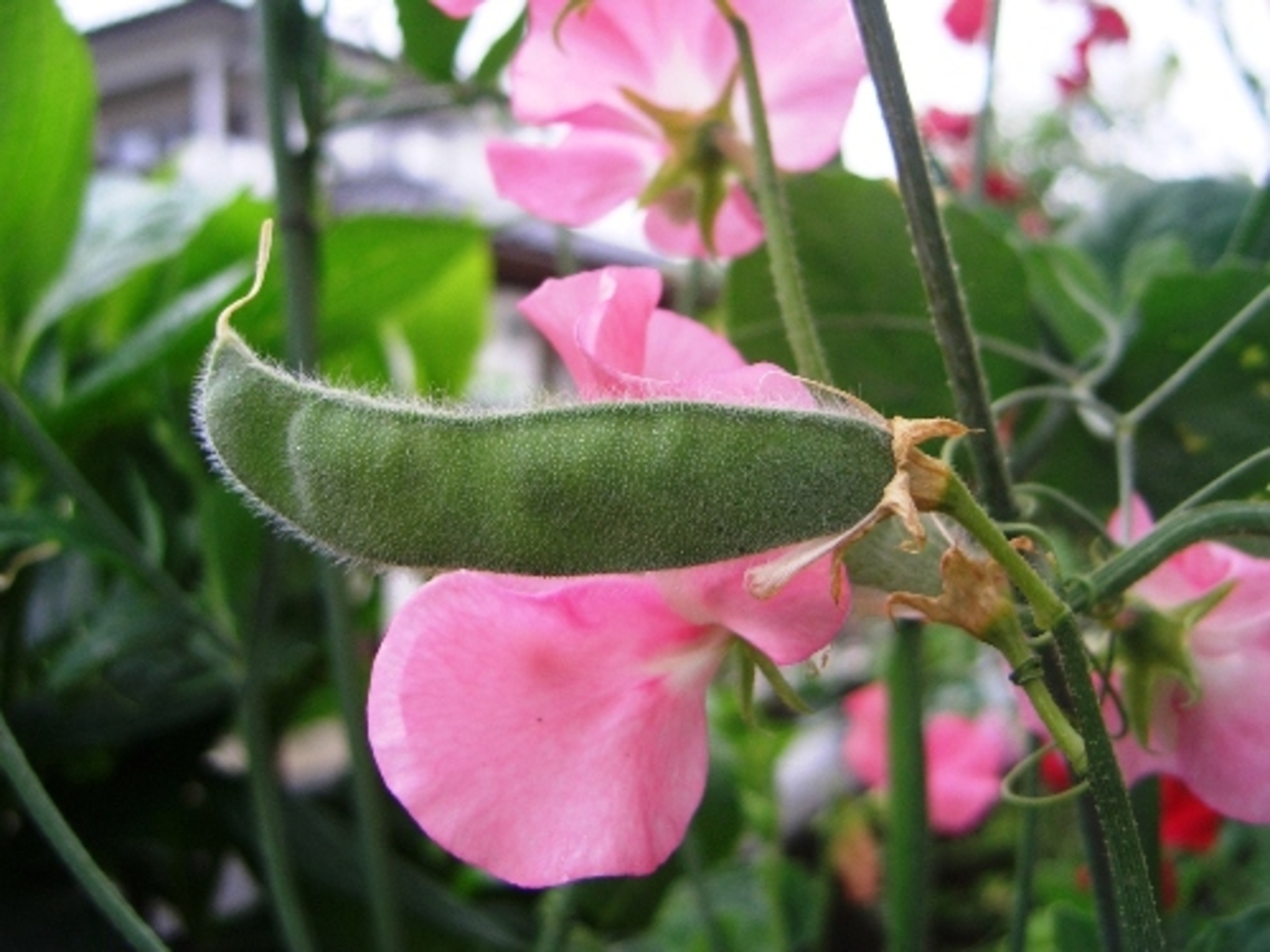 ピンクと赤いスイトピー - umako59の日記