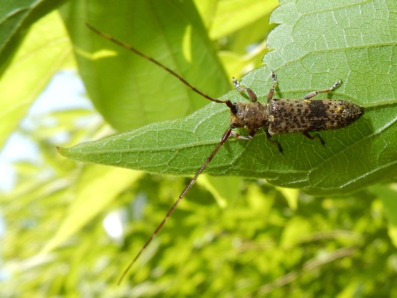 シナノクロフカミキリ5/8 - KONASUKEの部屋