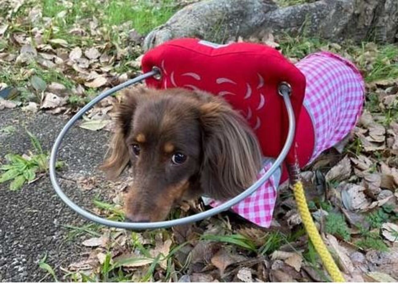 犬、平均89単語を理解 カナダ研究、高い能力判明 - jackymack’s blog