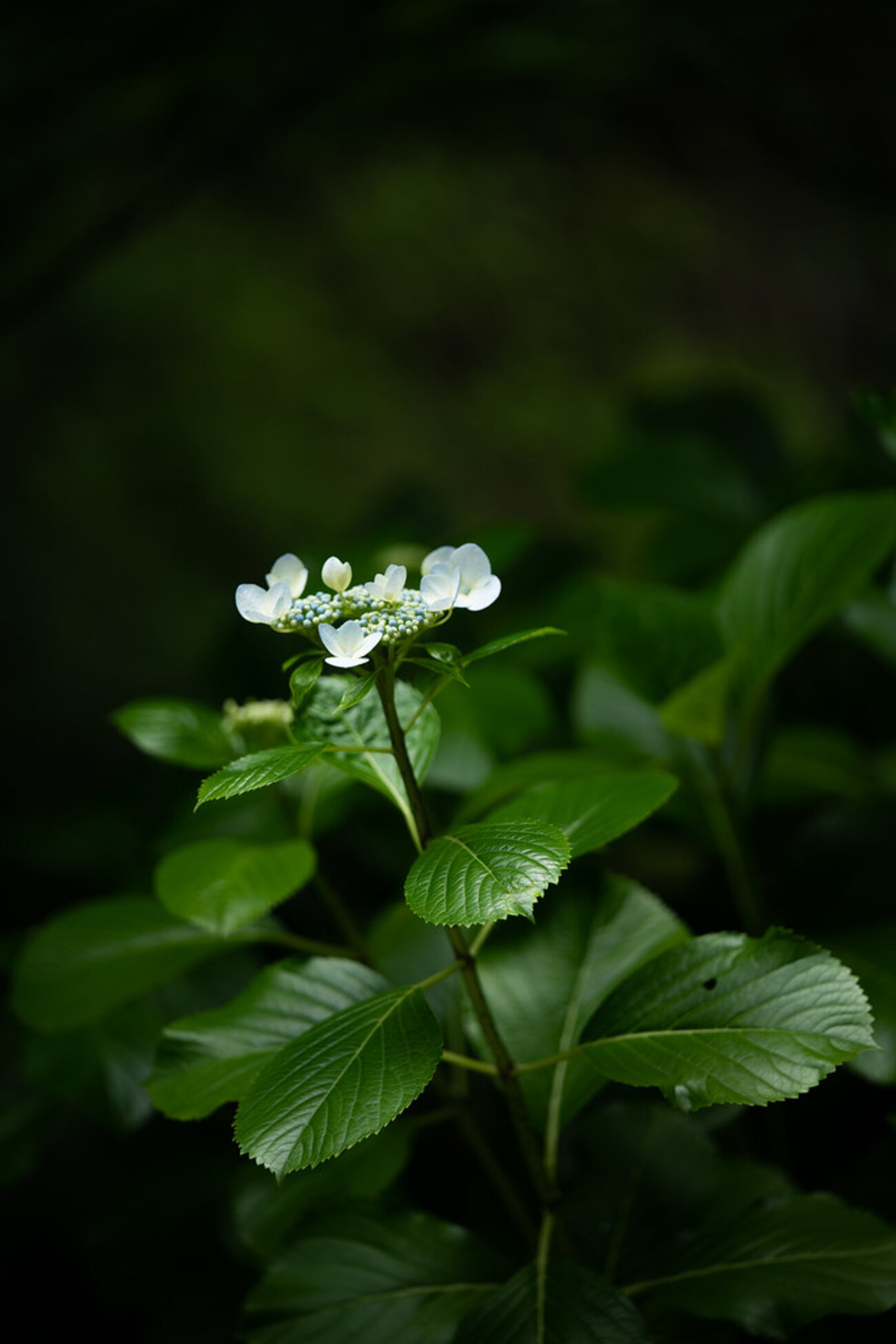 Kamakura snap #21 - An Ordinary Moment