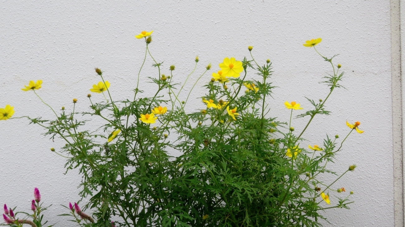 キバナコスモス - Setubunso のお散歩日記