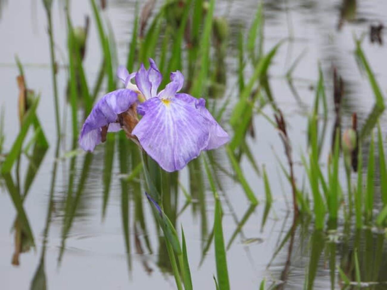 花菖蒲2 - Kobby loves 埼玉＆レッズ