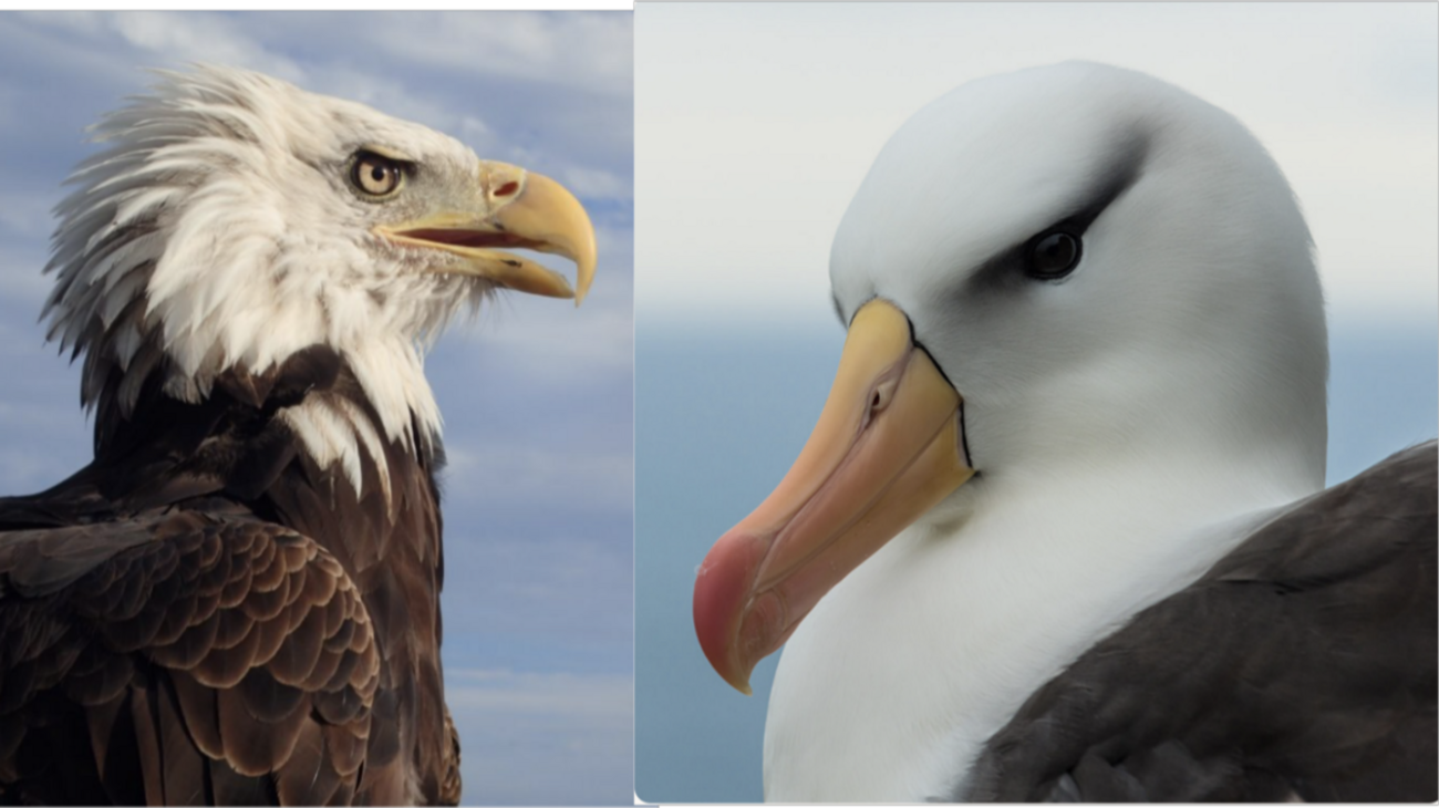 Eagle or Albatross - 英語物語雑記