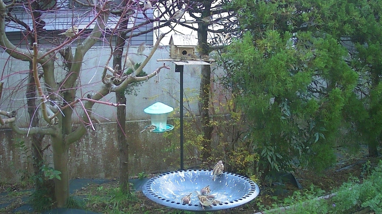 スズメが庭に来ました！ その46 寒い1日でした。 - スズメ日記 ～スズメの写真・動画・イラスト～