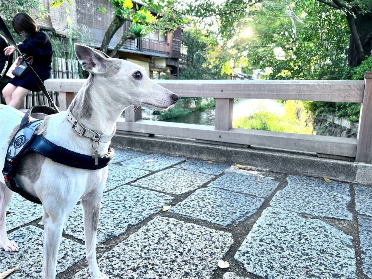 京都旅・忘備録 - Joy & Jura with Whippet Floren