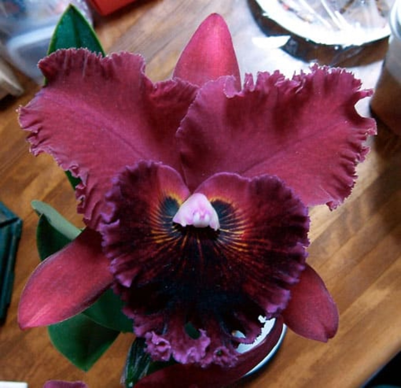 Blc. Chia Lin 'The Sun' 開花！ - カトログ !! ～ カトレヤ交配種のブログ (Hybrid Cattleya's ...