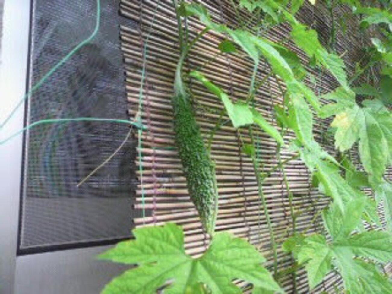 ゴーヤの実 - なーんてことない日々のブログ