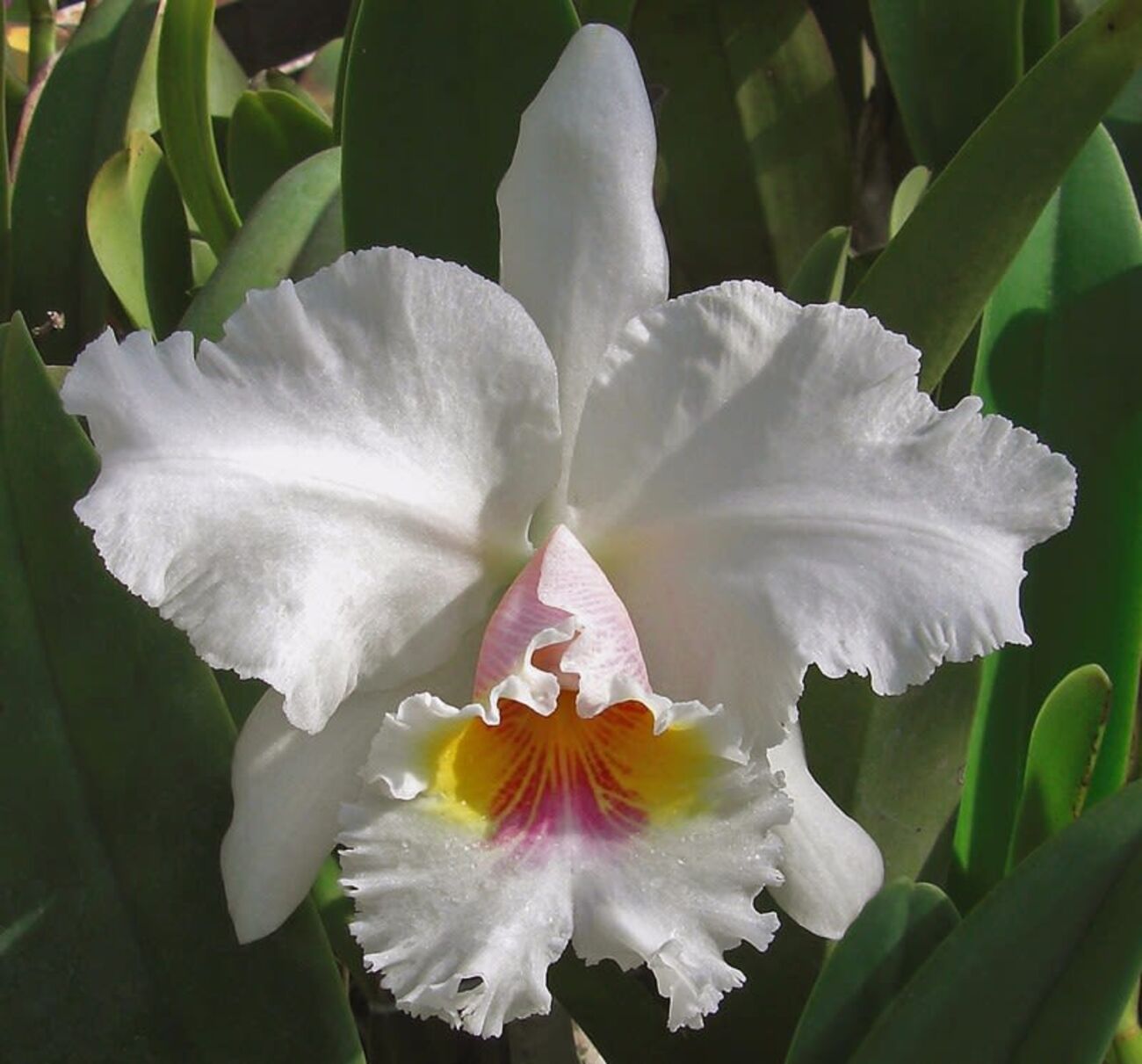 Rlc. High Sierra‘Alpine Lass’ - カトログ !! ～ カトレヤ交配種のブログ (Hybrid Cattleya ...