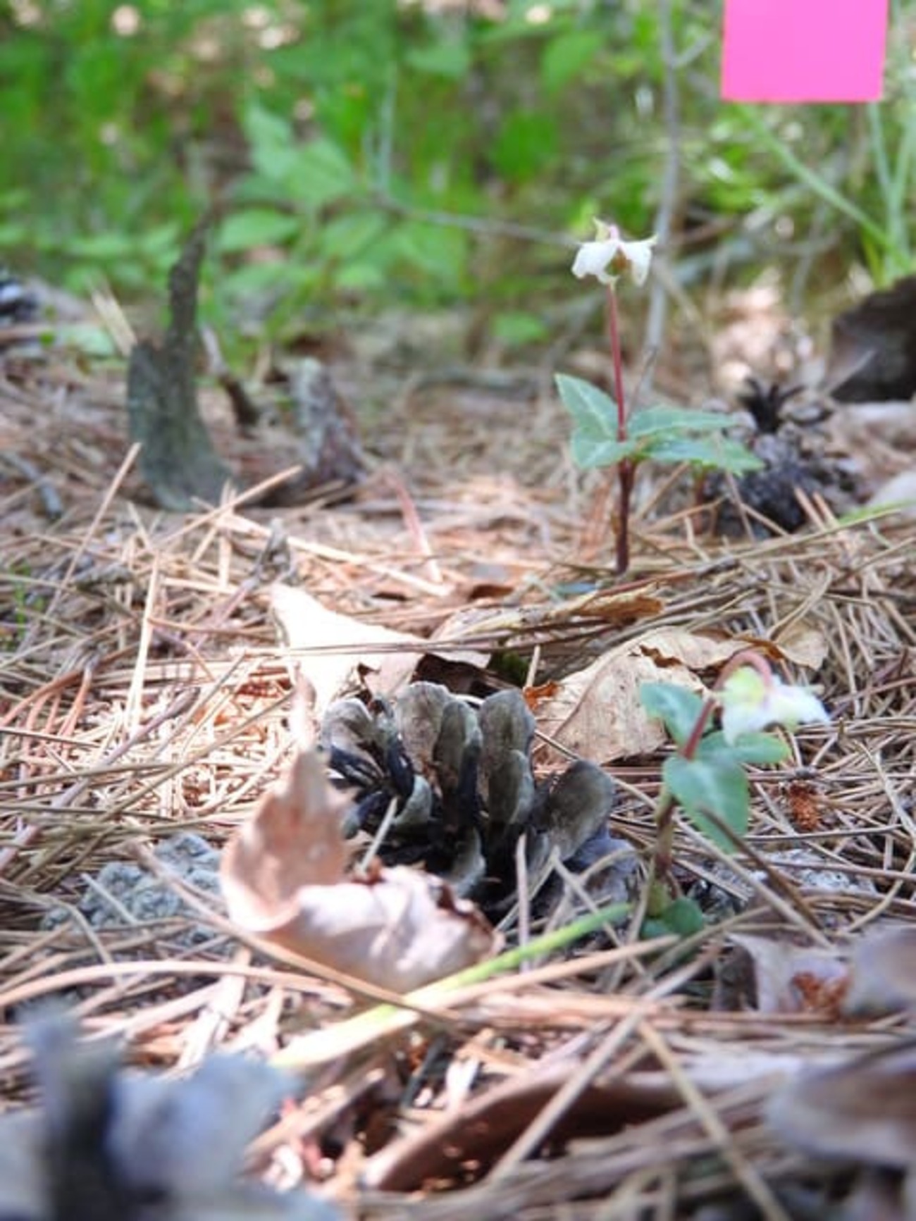 ウメガサソウ - ひたち海浜公園 - minhana-bei-hateのブログ