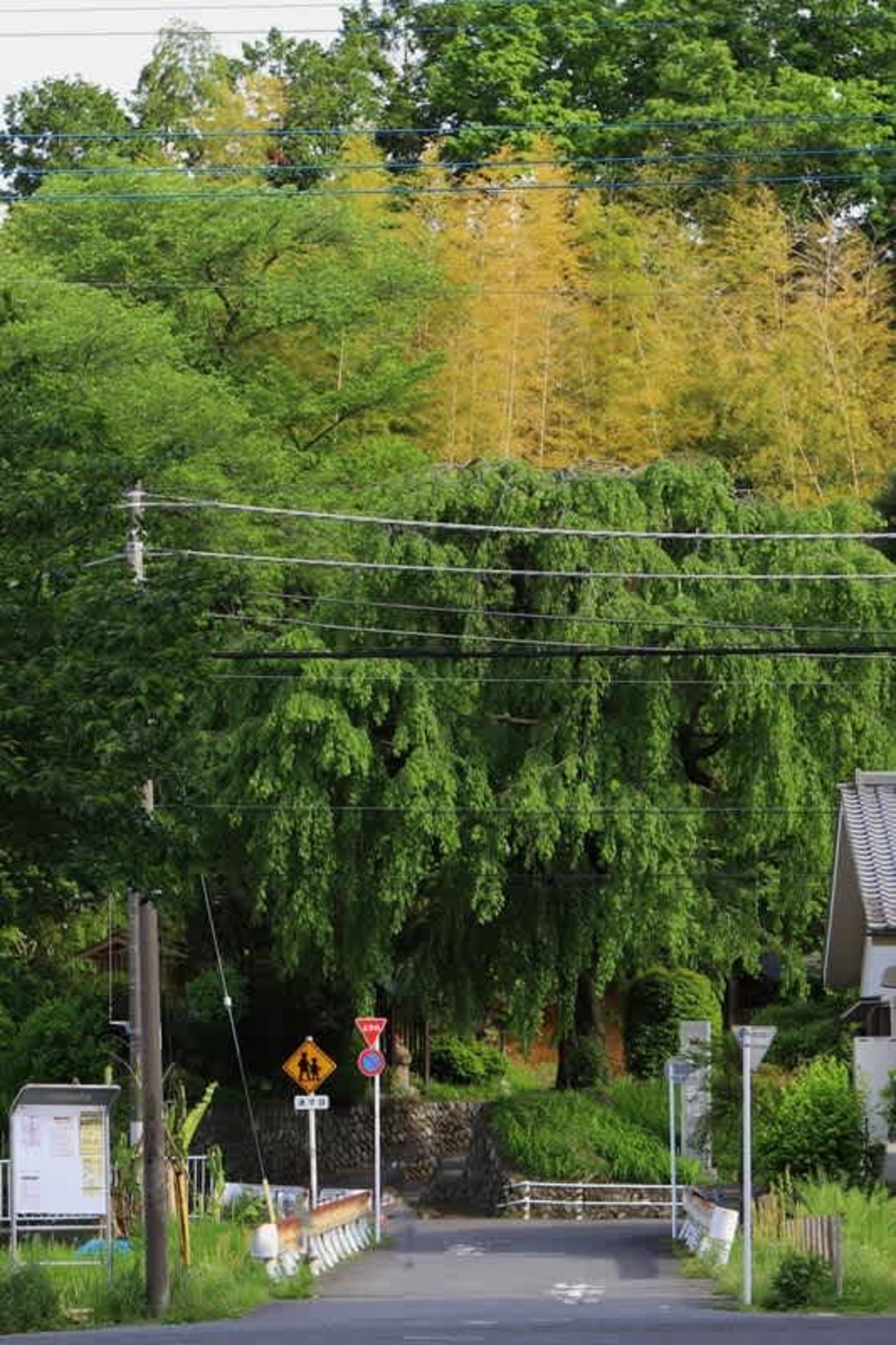 友人宅へ行く途中にセッコクのお花を！ - morinoki2011