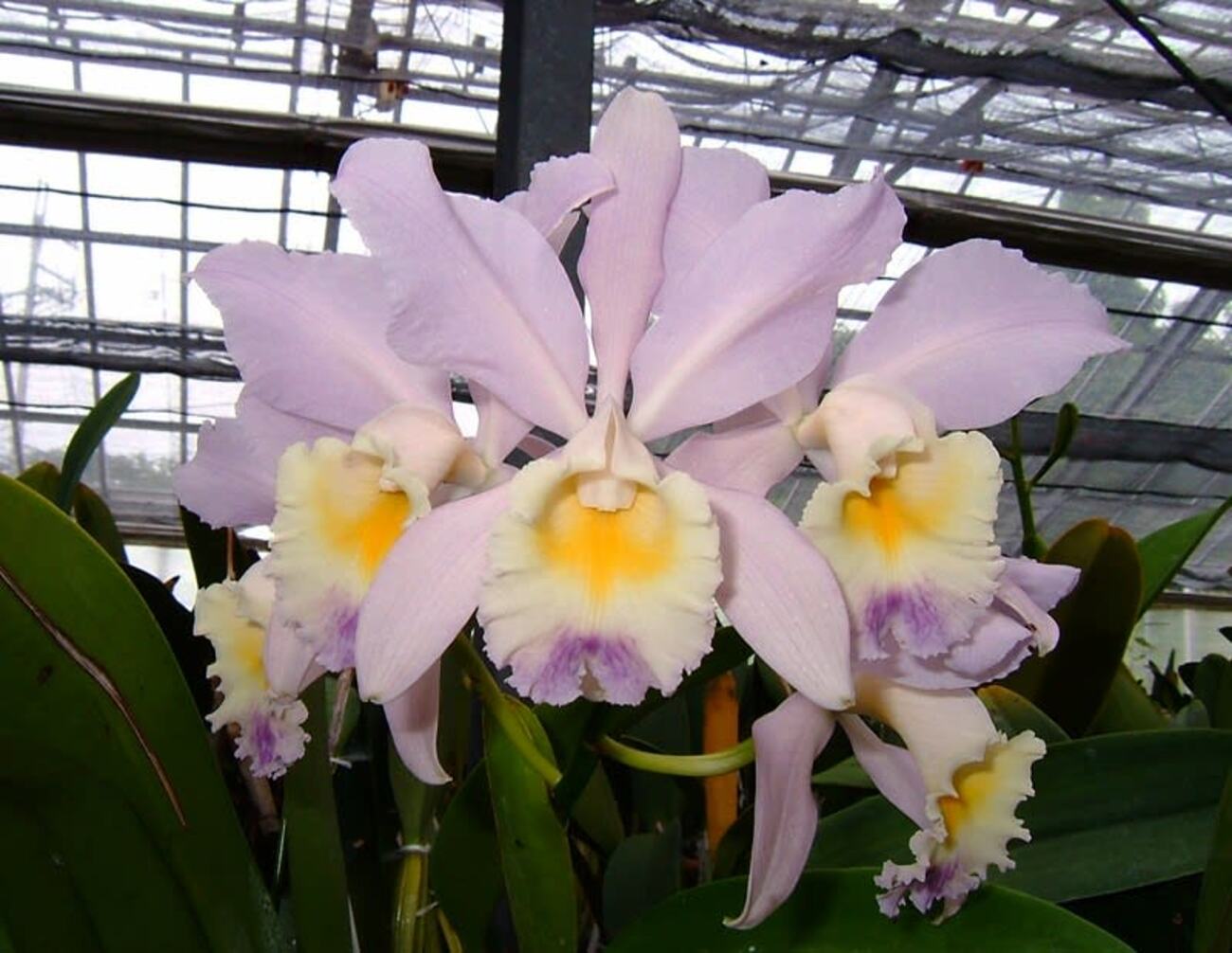 C. Valentine var. coerulea - カトログ !! ～ カトレヤ交配種のブログ (Hybrid Cattleya's ...