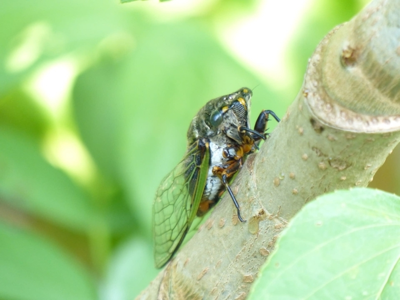 クマゼミ＜Panasonic DMC-FZ200＞ - 『ケーキなどを焼いてみる』tecchox’s blog