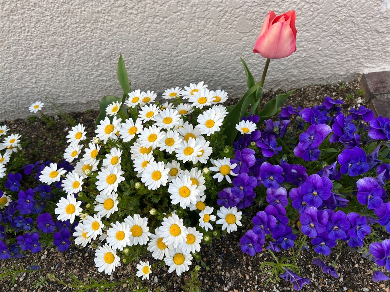 門の外のチューリップ🌷・・咲き始めました - hana-pippyのブログ