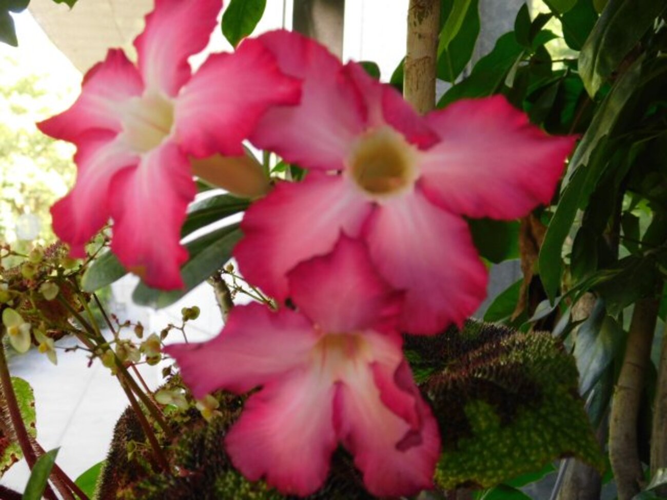 志（こころざし） - oichan-2’s blog