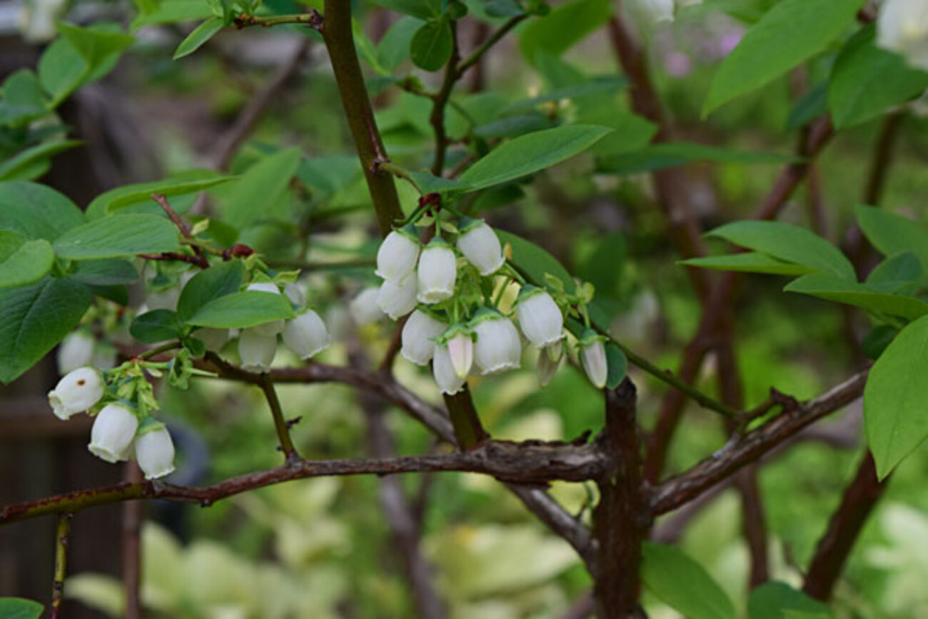 ジャガイモ植え - 大源太農園のブログ