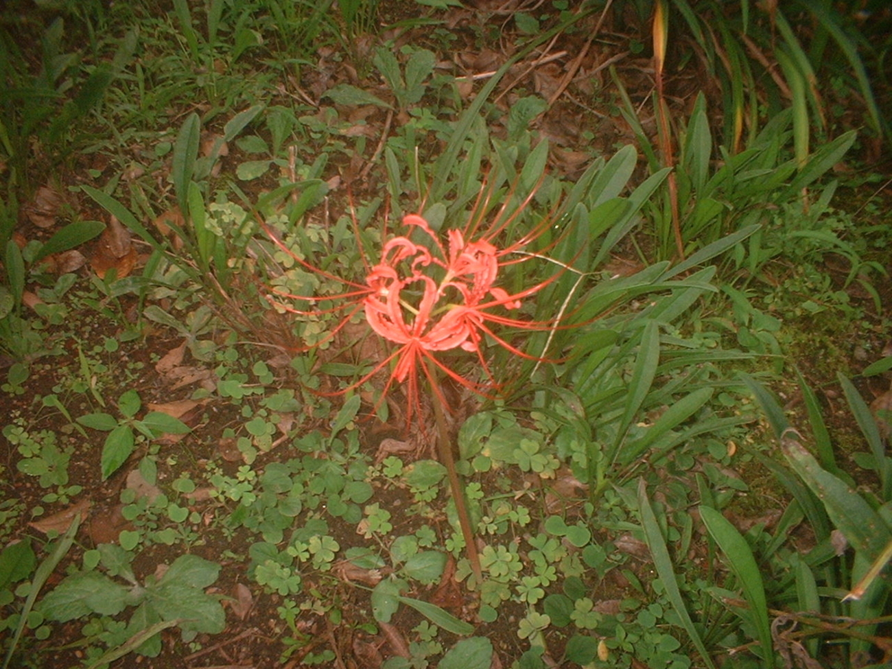 小雨でしたが降ったり止んだりの一日でした。 - oton_yukioyahoocojp’s blog