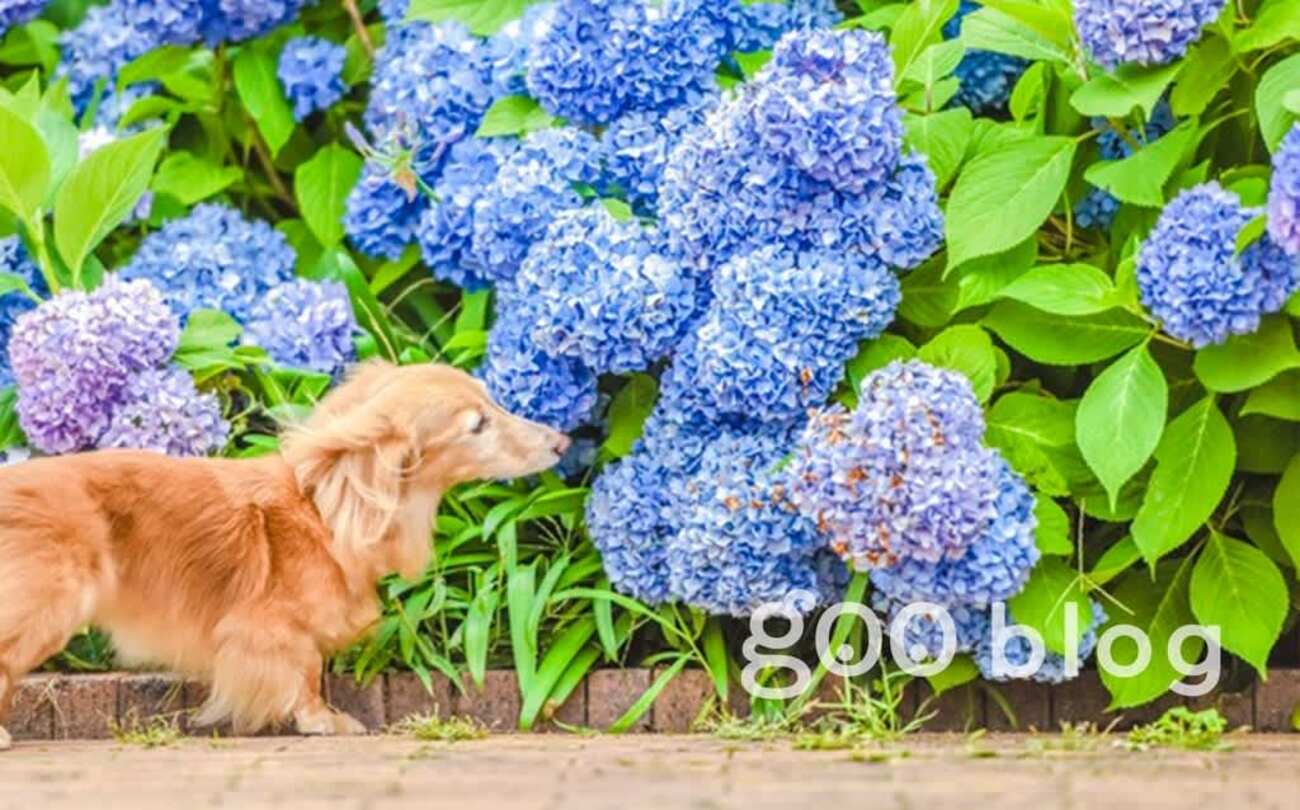 雷⚡さんだぁ - kyoko-ky211のブログ