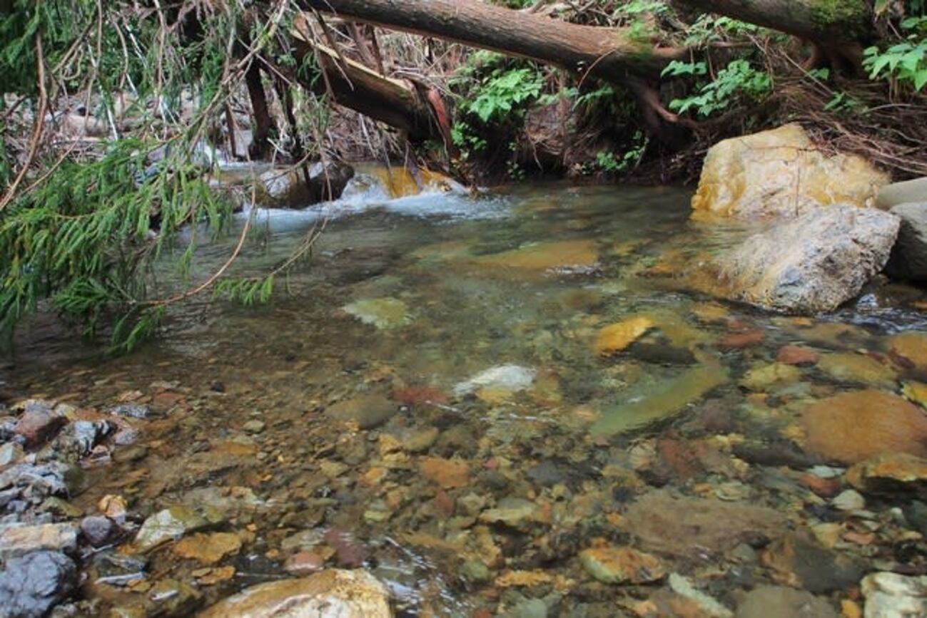 遠雷を聞きながら Aug.22 - Forest Sync.
