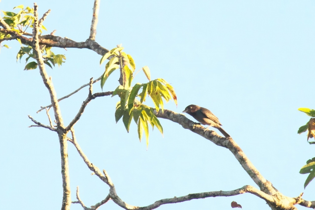 バラノドカザリドリモドキ Rose-throated Becard - 鳥の写真、ほか。