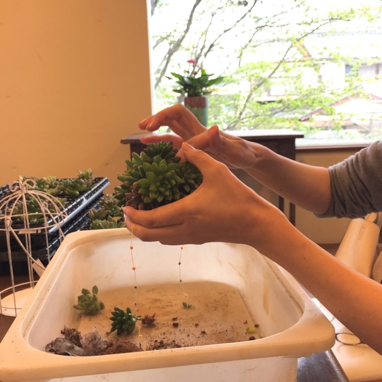 初めてのご参加 - 花屋ふた葉 hanaya-futaba’s blog