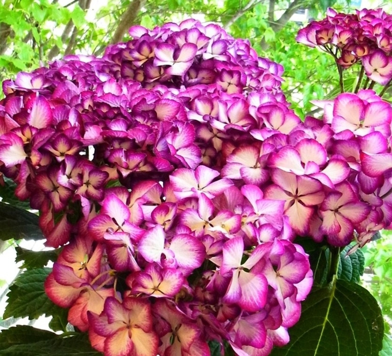 オススメです - 花屋ふた葉 hanaya-futaba’s blog