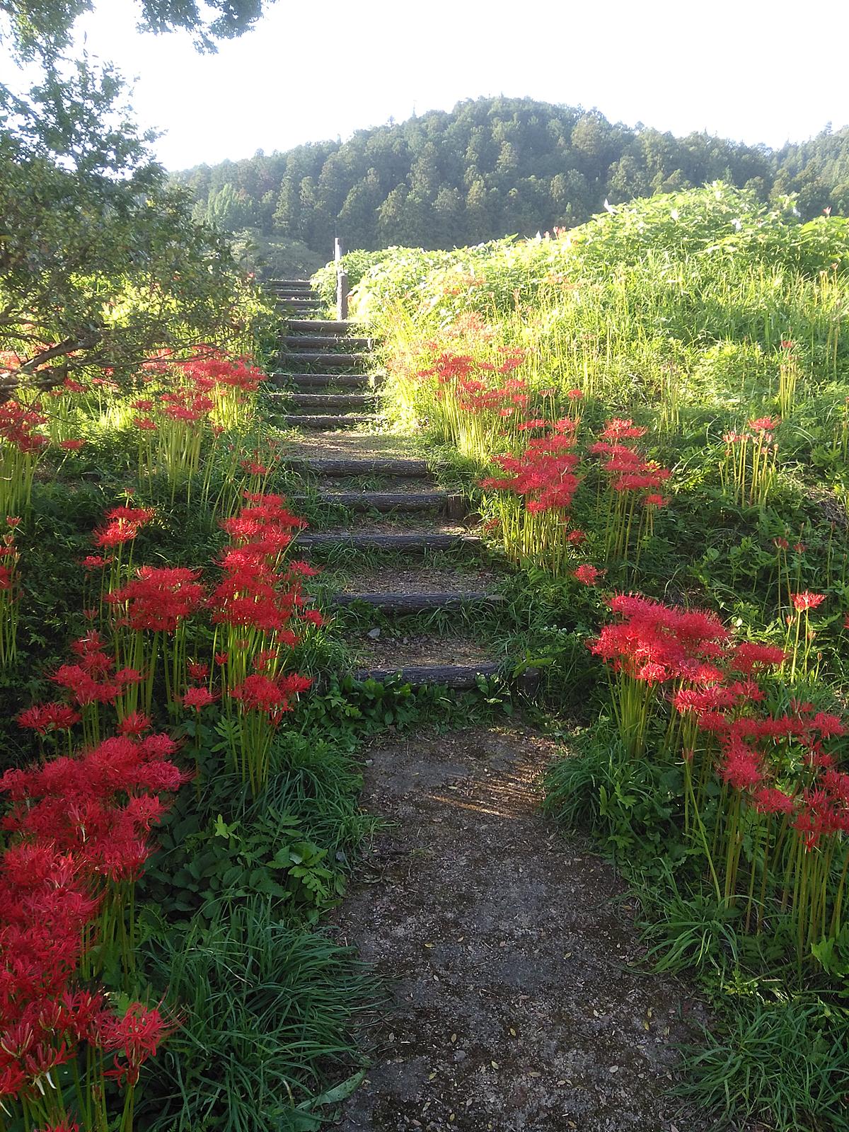 猫の執事の日常