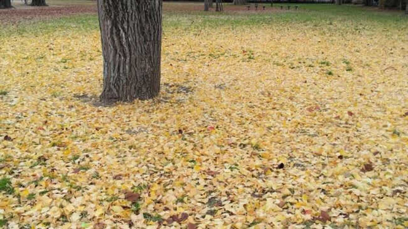 閉院するって？ - Setubunso のお散歩日記