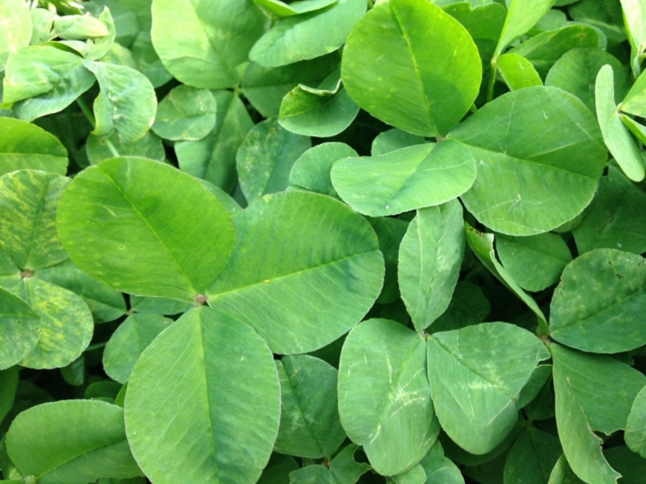 デジタル機器と体と鬱 - SIRUHAのサブブログ