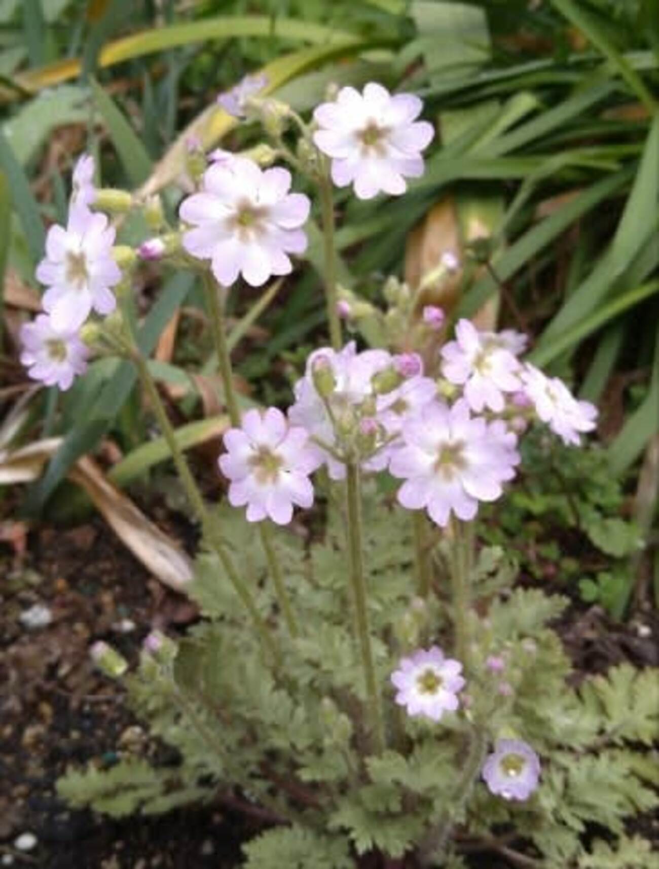 かあちゃんは凡人以下！ - すずちゃんのかくれんぼ