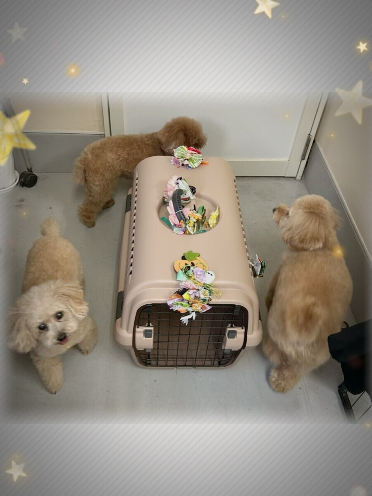 12月1日と大晦日のお知らせ - ワンワンサロン ハニー