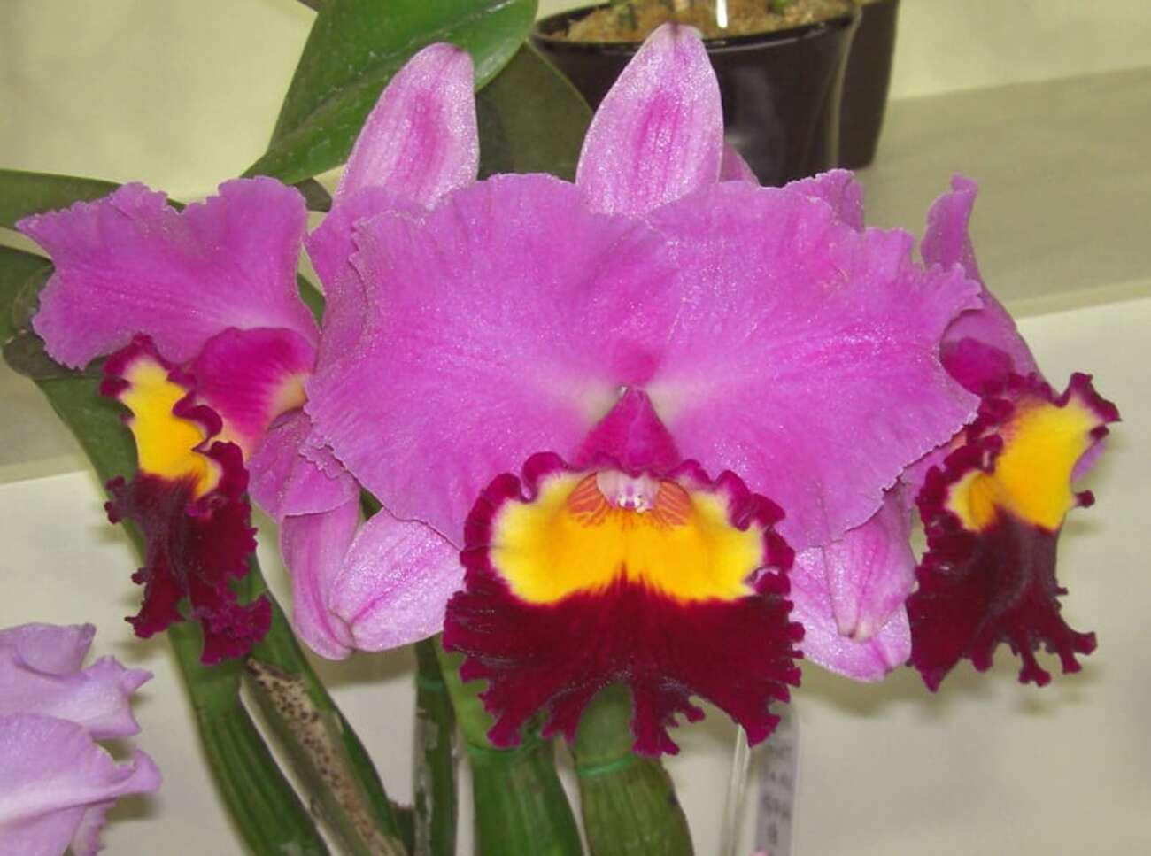 Rlc. Long Run‘Strong Lady’ - カトログ !! ～ カトレヤ交配種のブログ (Hybrid Cattleya's ...