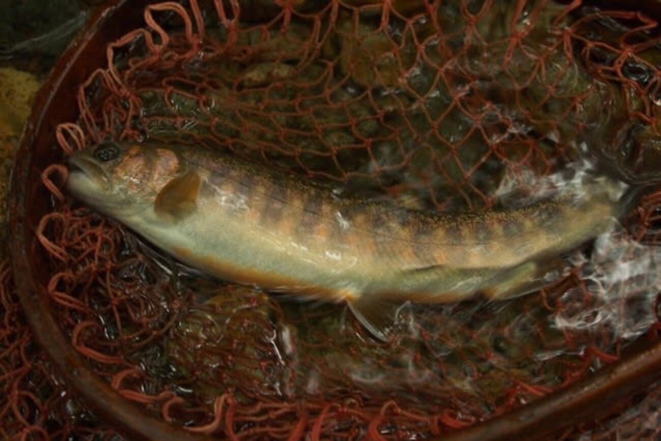 夕立に追われて Aug.30 - Forest Sync.