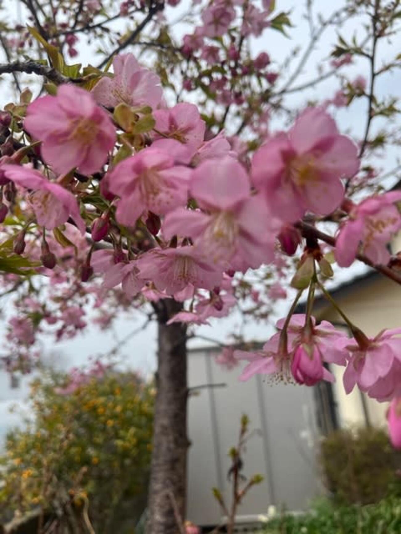 何があっても明るくプラスに取り感謝出来る人は凄いね - 体と心の調和