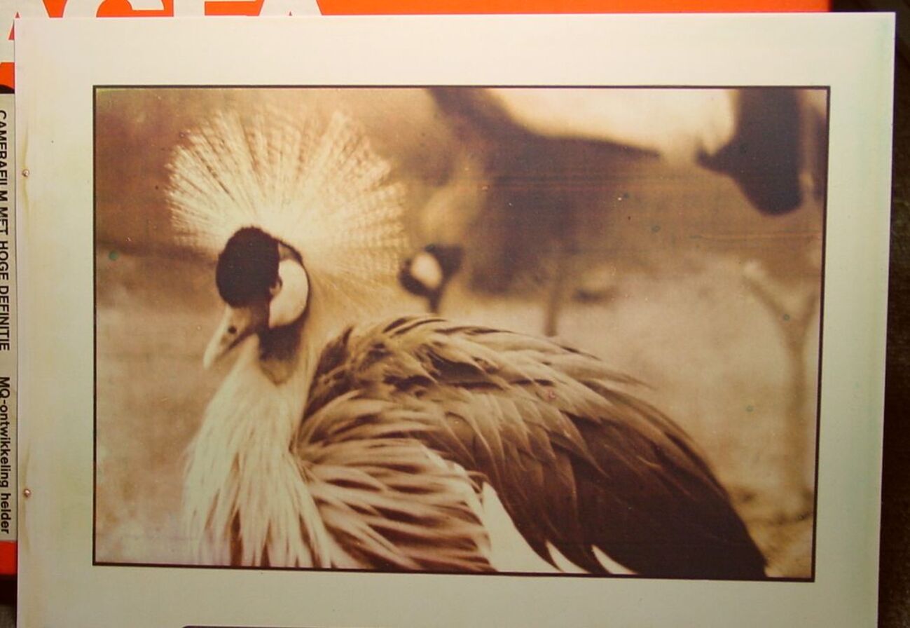 yogen-------- - japan Alternative Photography pigment gumprint