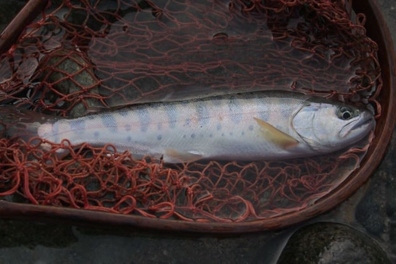 蒲田川 ニンフによるサイトフィッシング Mar.3 - Forest Sync.