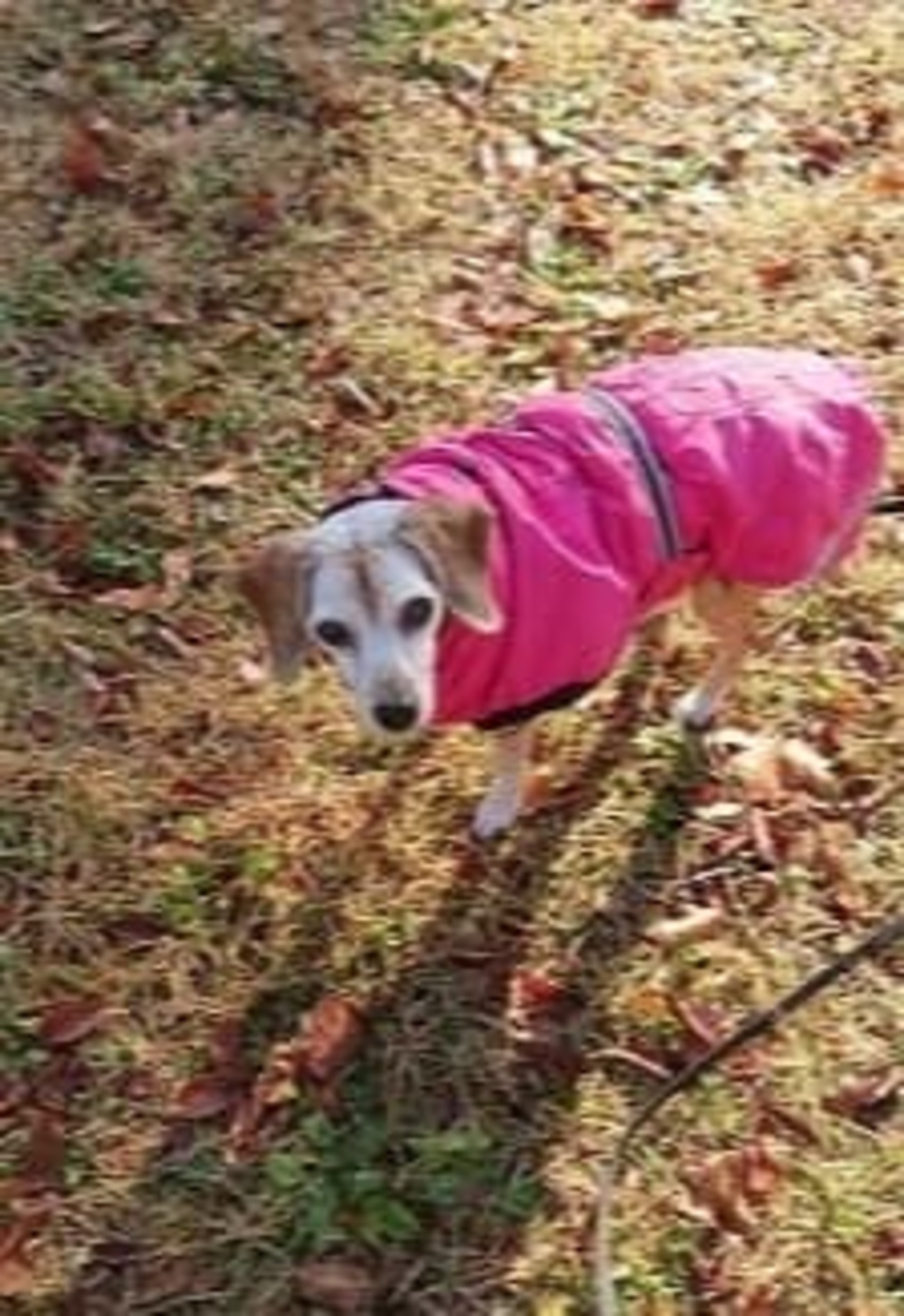 犬らしさを発揮できるように - いぬのChoco.との暮らし方