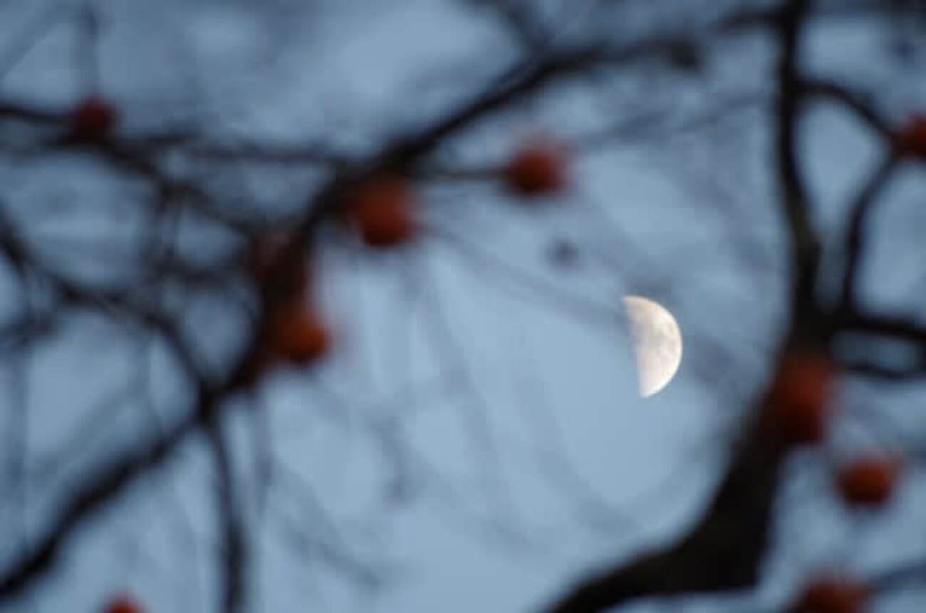 Half Moon - Forest Sync.