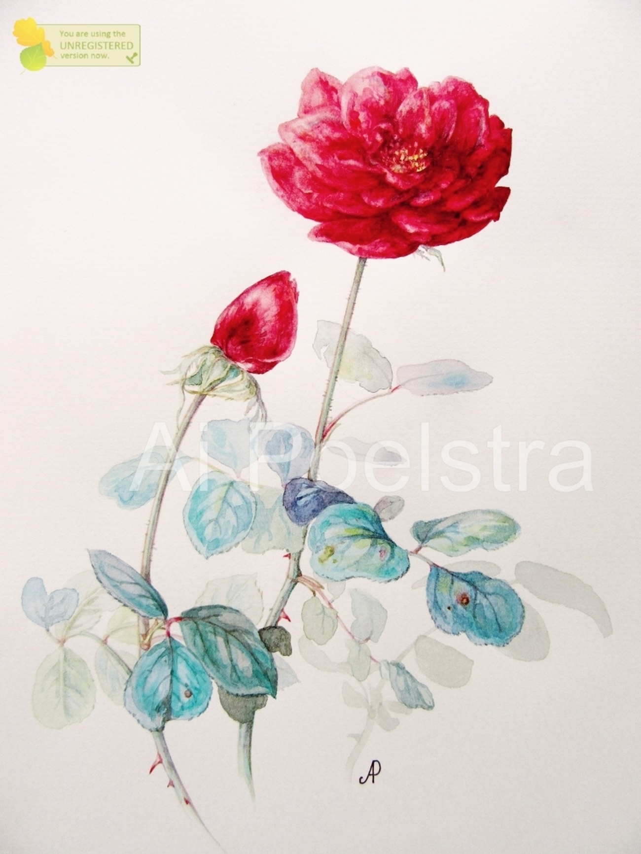 真っ赤な薔薇 Red Rose - 花の画家