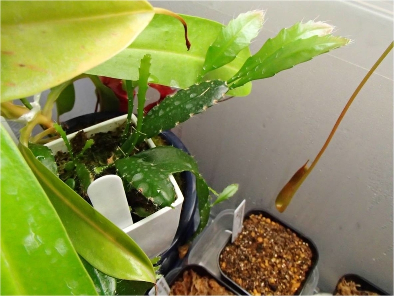 Wittia amazonica (=Disocactus amazonicus) 11ヶ月目と18日目 - ヒャッハー水だー