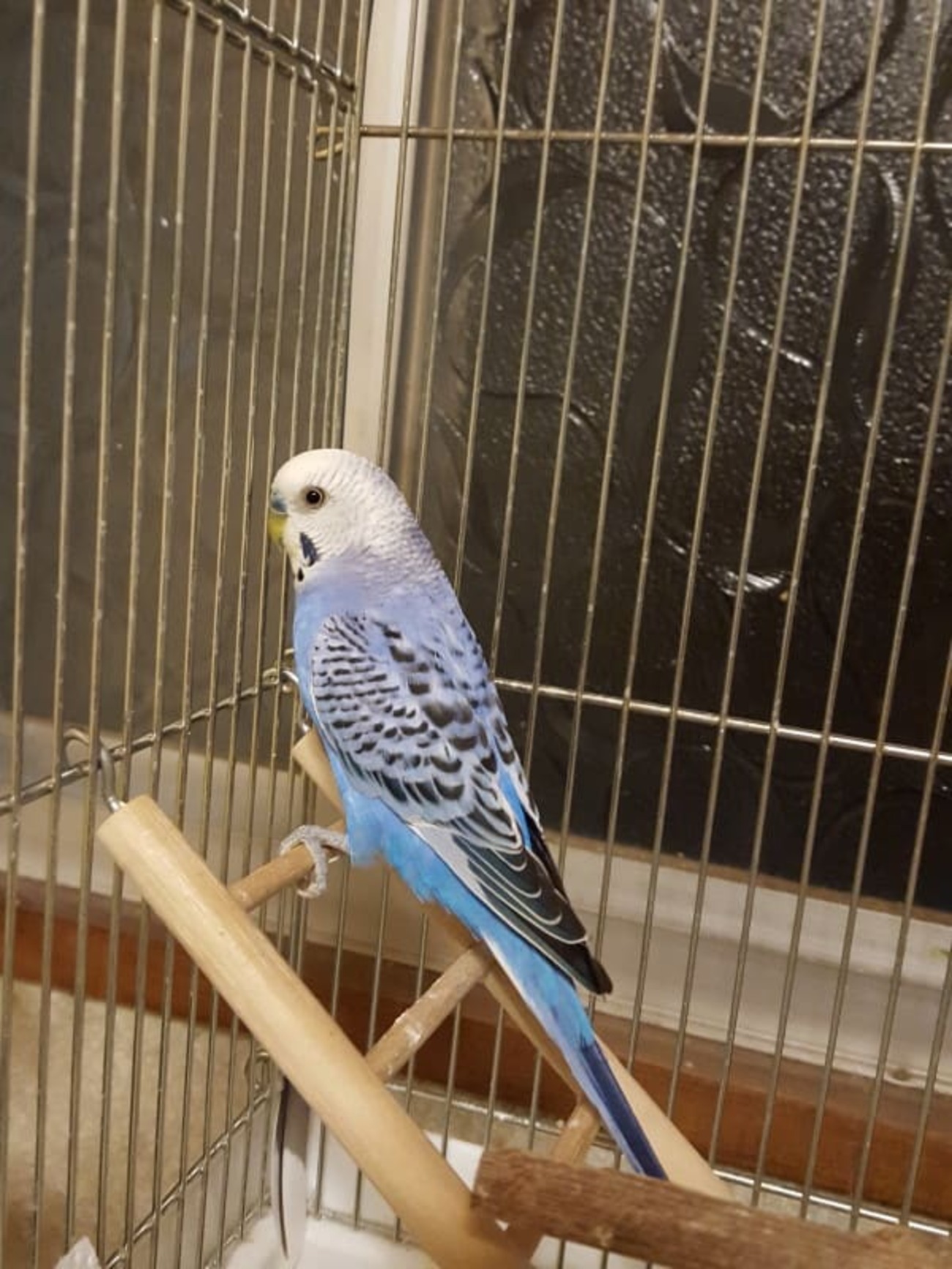 よいお年を - うさぎくん