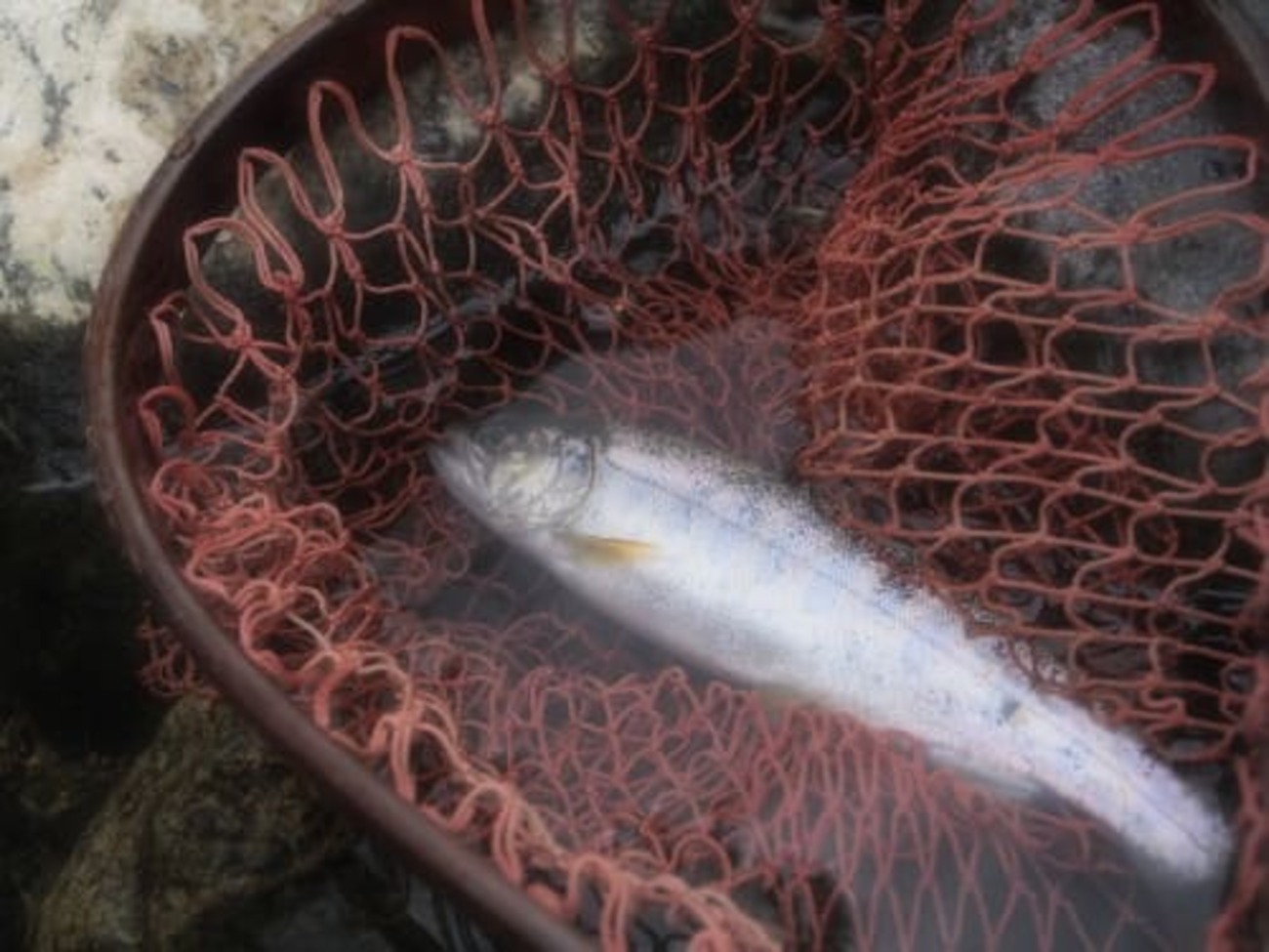 TOOTHACHE+蒲田川 Mar.6 - Forest Sync.