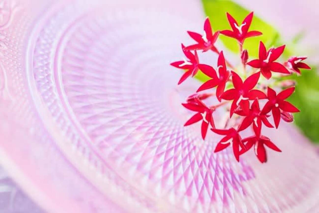 小さなお花と戯れました！ - morinoki2011