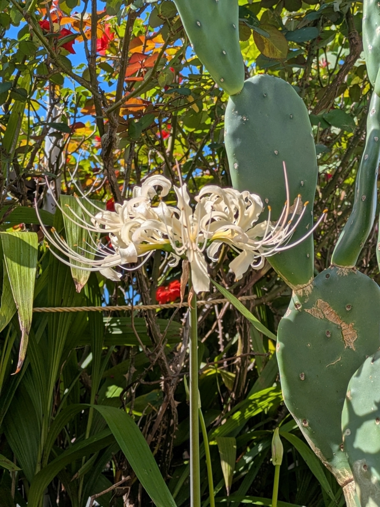 白い彼岸花も咲きました。 - JL1AGY’s BLOG