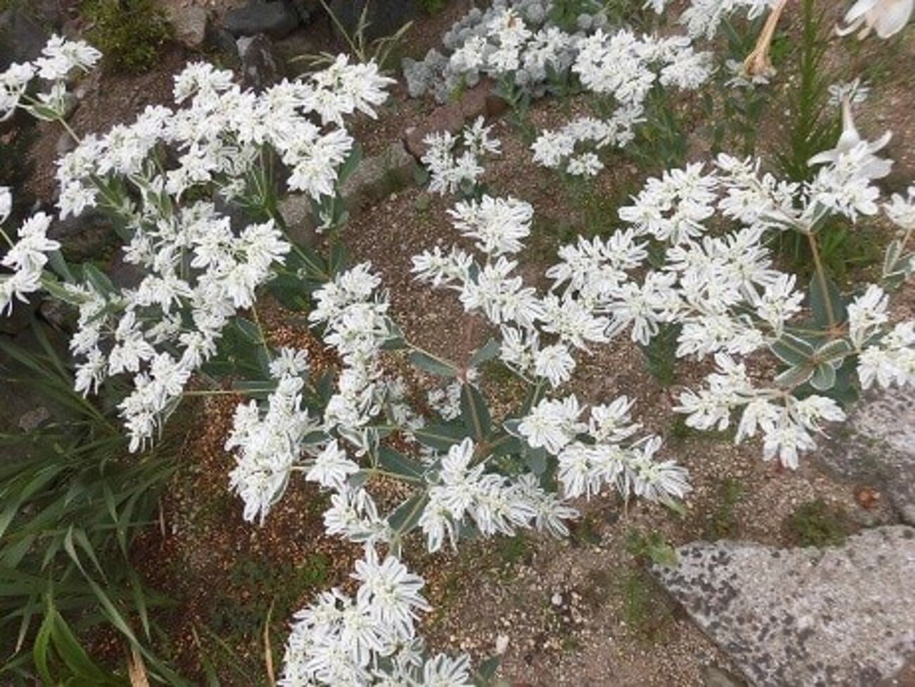 「笠間領傍示」が残っていました・・・いわき - いわき・うぶすな広場だより