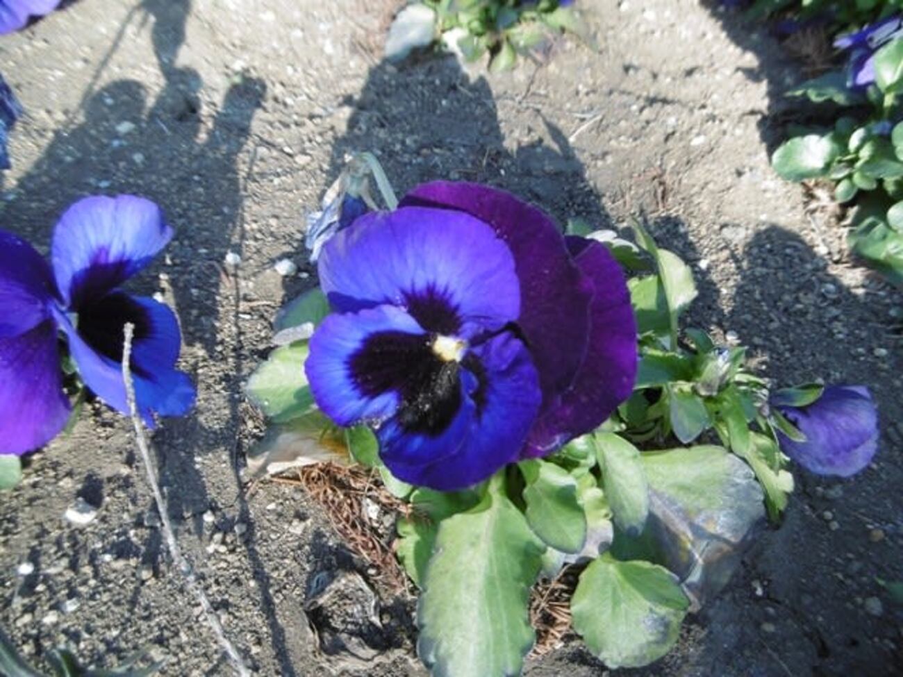 人の運命(ラルフ・ブライアント) - Kobby loves 埼玉＆レッズ