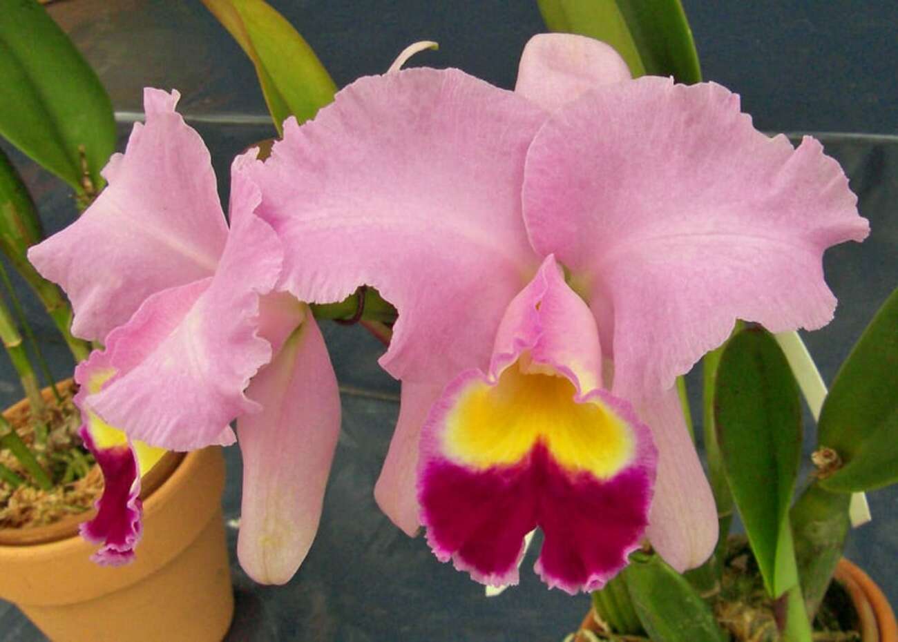 C. Melody Fair‘Pink Lady’ - カトログ !! ～ カトレヤ交配種のブログ (Hybrid Cattleya's ...